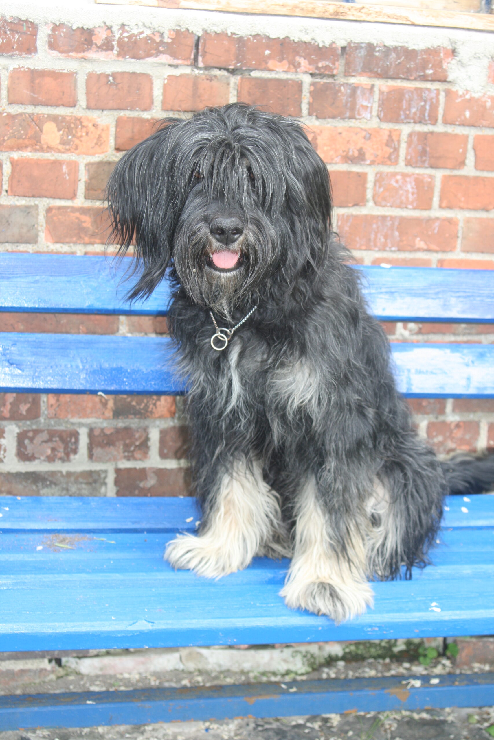 Meine Hunde – der Töpfergarten